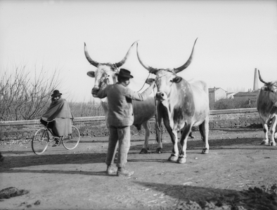 Image of Mrs. Sam Cates, wife of Cow Hollow farmer, Oregon, 1939 by ...
