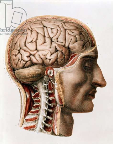 License artwork by Nicolas Henri Jacob (1782-1871)