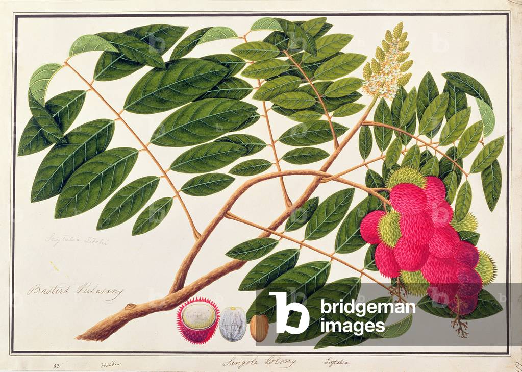 Image of Sangole latong, from 'Drawings of Plants from Malacca', c.1805 ...