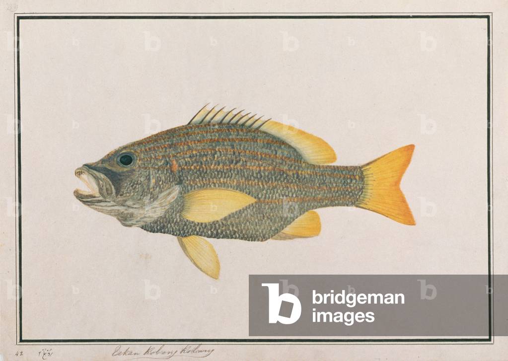 Image of Spanish Flag Snapper, from 'Drawings of Fishes from Malacca ...
