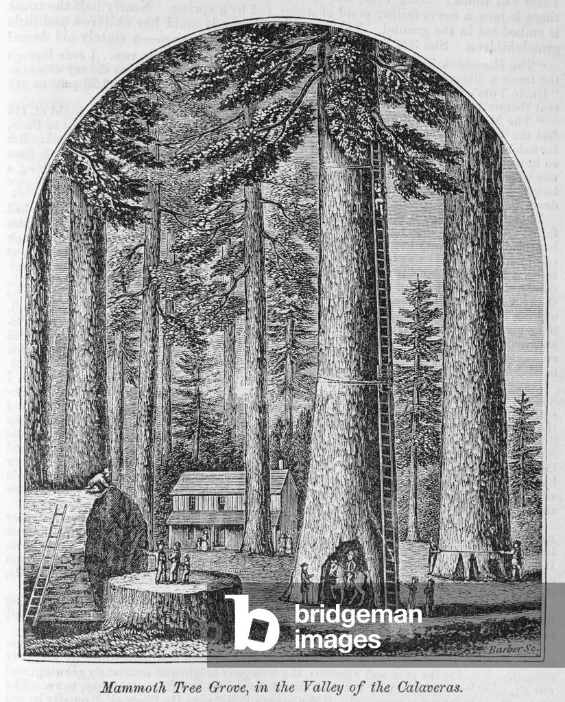 Image of Mammoth tree grove in the Valley of the Calaveras, from by ...