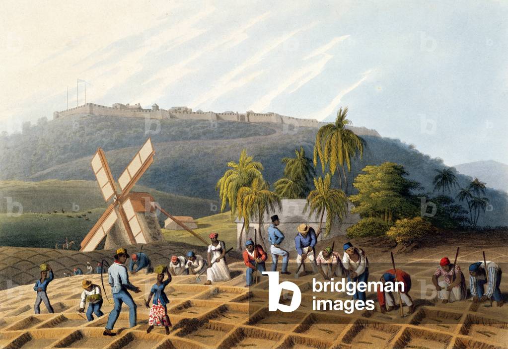 Image of Esclaves plantant des boutures de canne, extrait de « Dix vues by Clark, William (fl.1823)