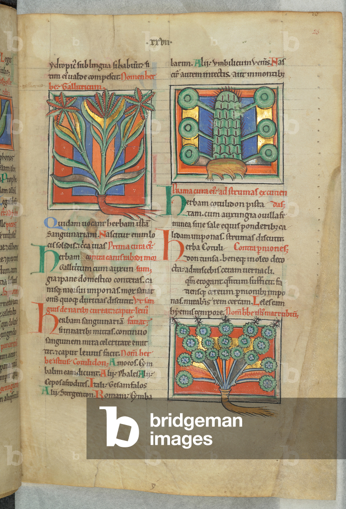 Image of Pseudo-Apuleius, Herbarium, Manuscript Sloane 1975, f.49v ...