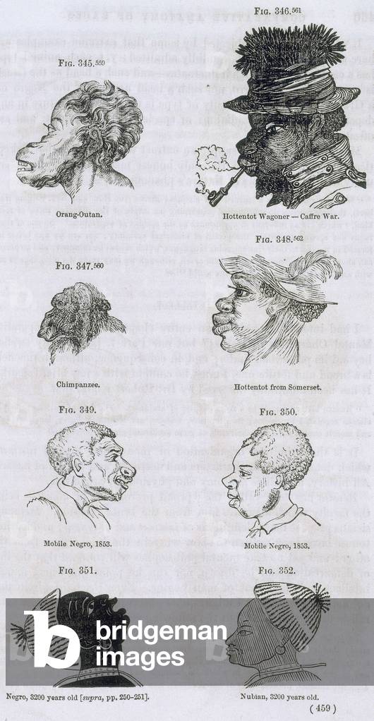Image of Head shapes of apes and humans, 1854. A chart comparing