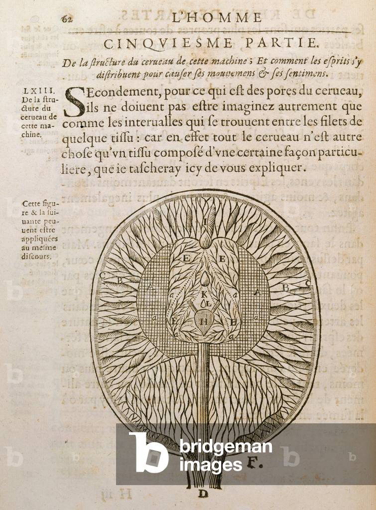 Image of The Structure of the Brain, from 'De Homine Figuris' by by ...