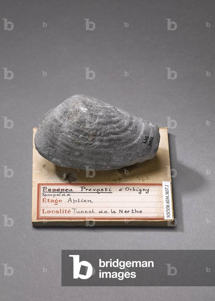 Image of Panopea prevosti (Lamellibranche), Natural History Museum of ...