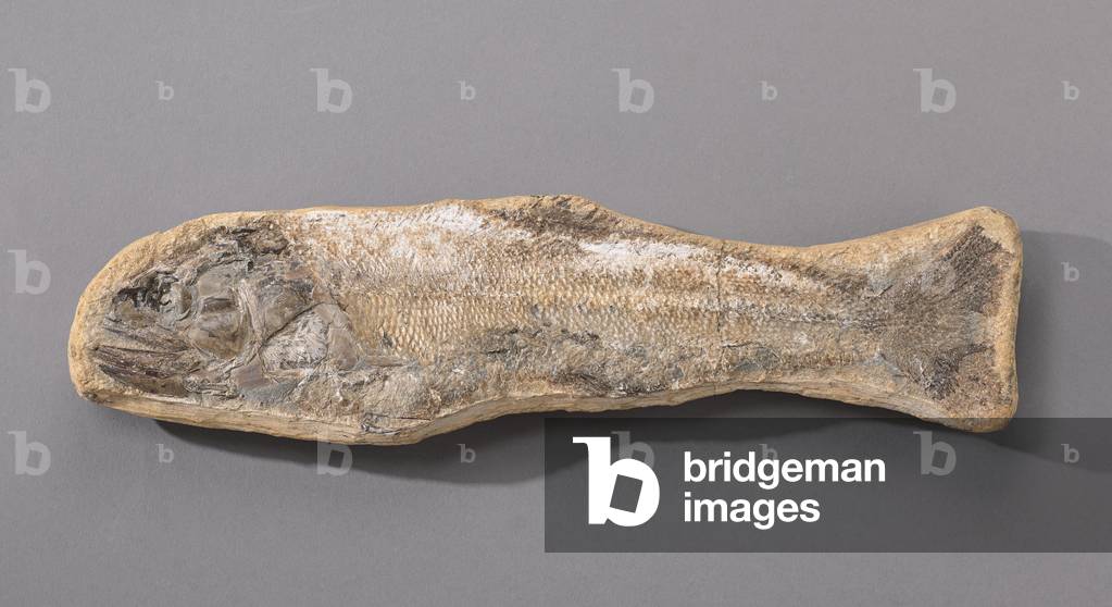 Image of Paleoniscida (Poisson), Natural History Museum of Marseille