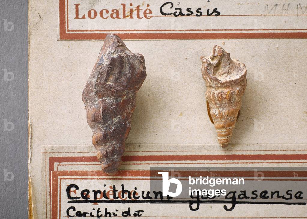 Image of Cerithium gargasense (Gasteropode), Natural History Museum of ...