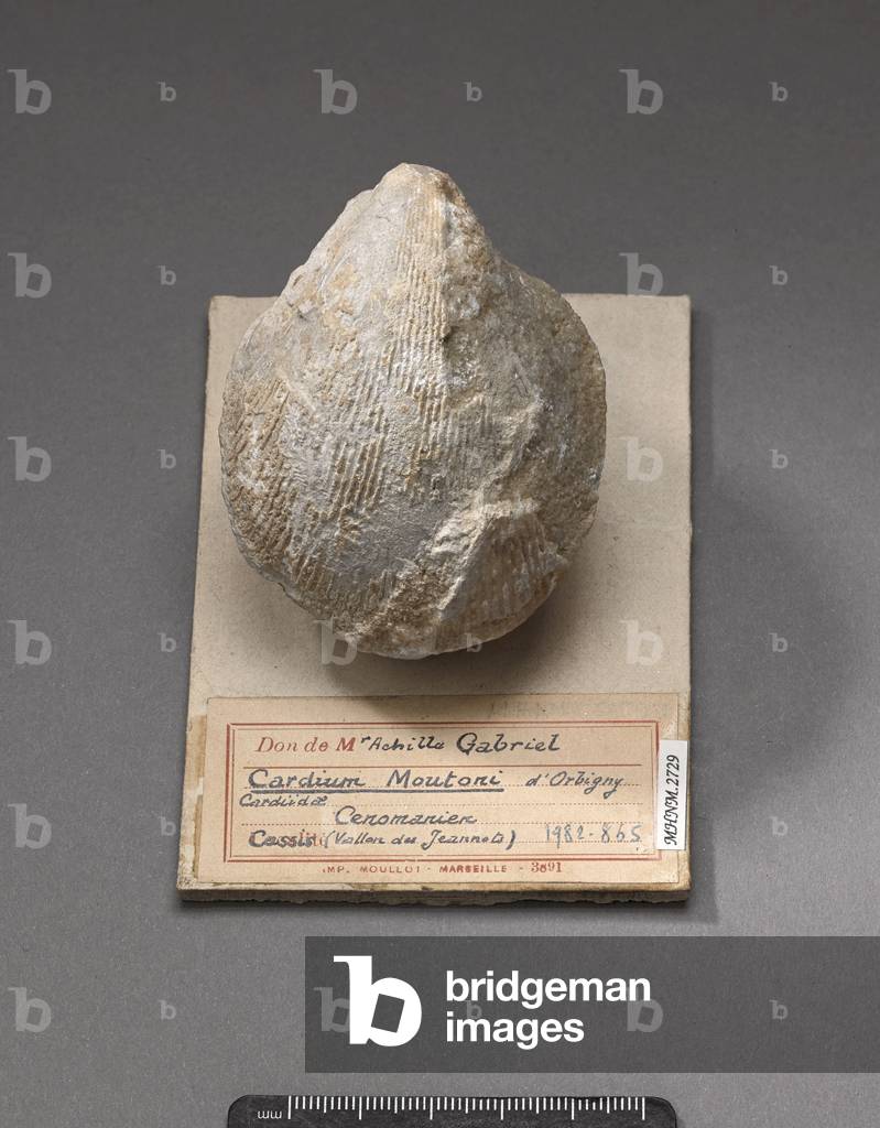 Image of Cardium moutoni (Lamellibranche), Natural History Museum of ...