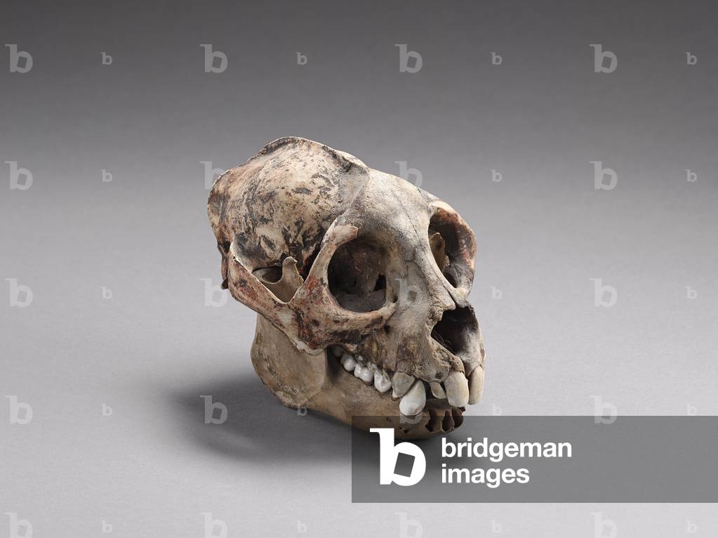 Image of Archaeolemur sp (Crane d'un lemurien subfossile de Madagascar ...