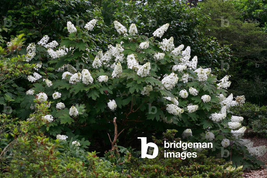 Image of Hydrangea quercifolia Snow Queen