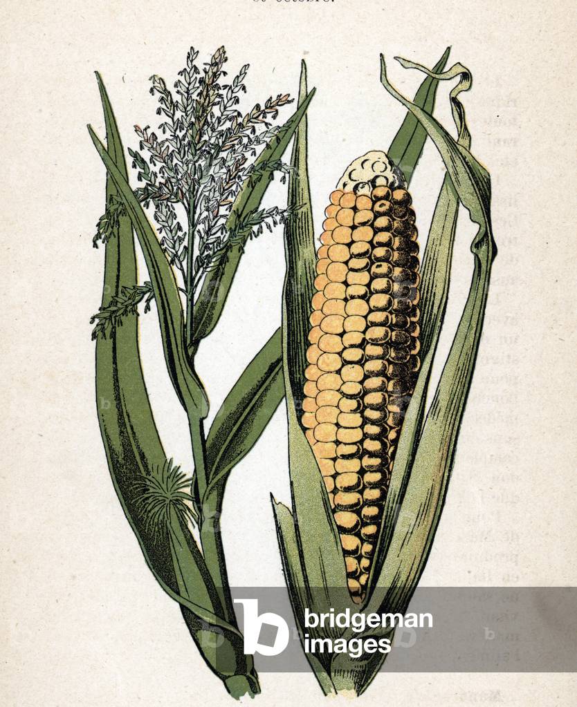 Corn Plant Illustration