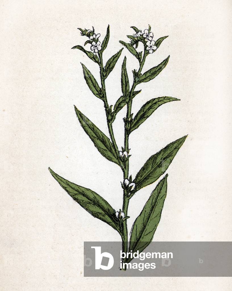 Image of Gremil (Lithospermum officinale) (common Gromwell or European ...