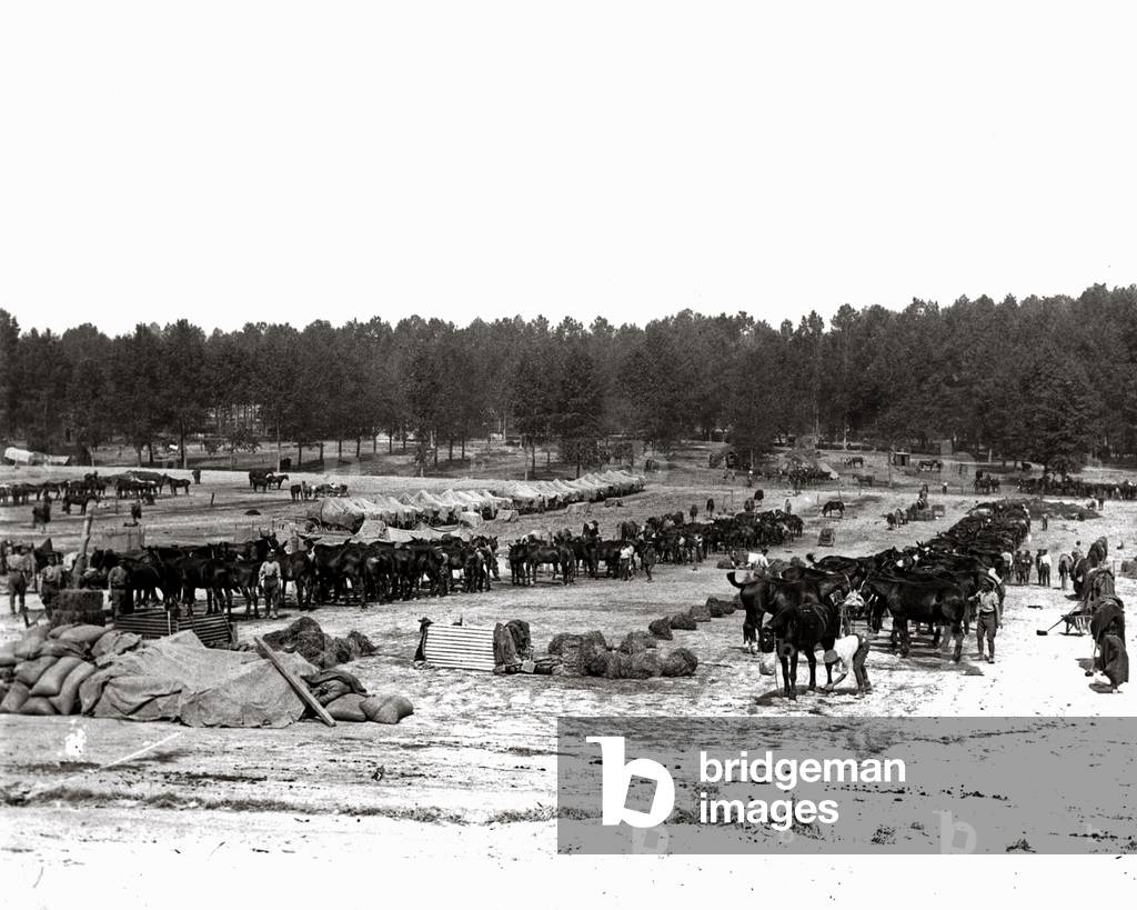 Image of British cavalry camp, Western Front, WW1