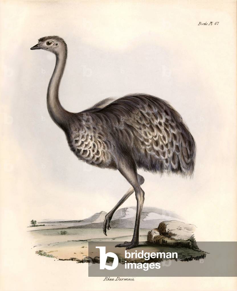 Image of Ornithology: “” Rhea Darwinii””” Nandou de Darwin observes and ...