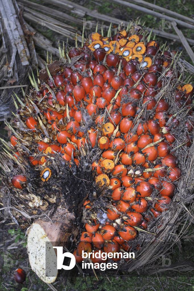Elaeis guineensis (Fruit walls of the oil palm or Eleis de Guinee ...