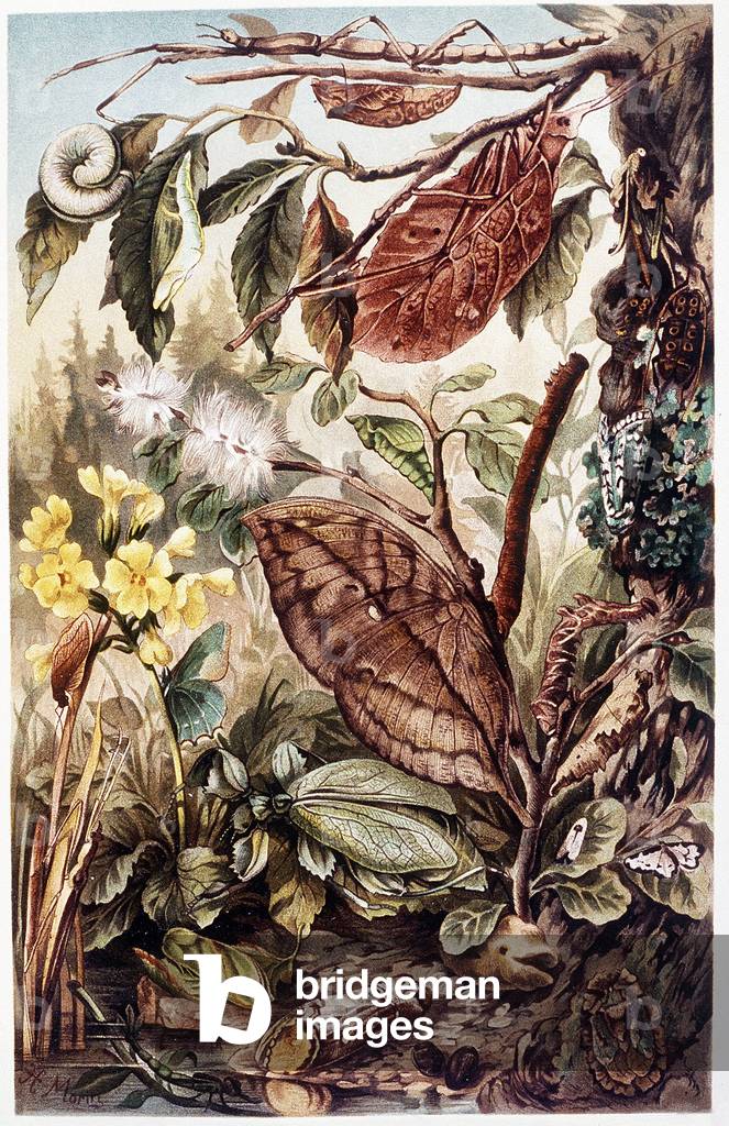Image of Mimetisme des insectes (camouflage), planche illustree en ...