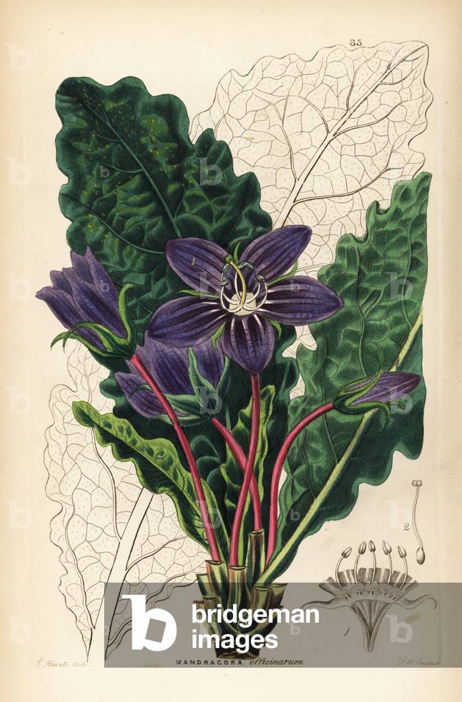 Image of Mandragore officinale - Officinal mandrake, Mandragora ...