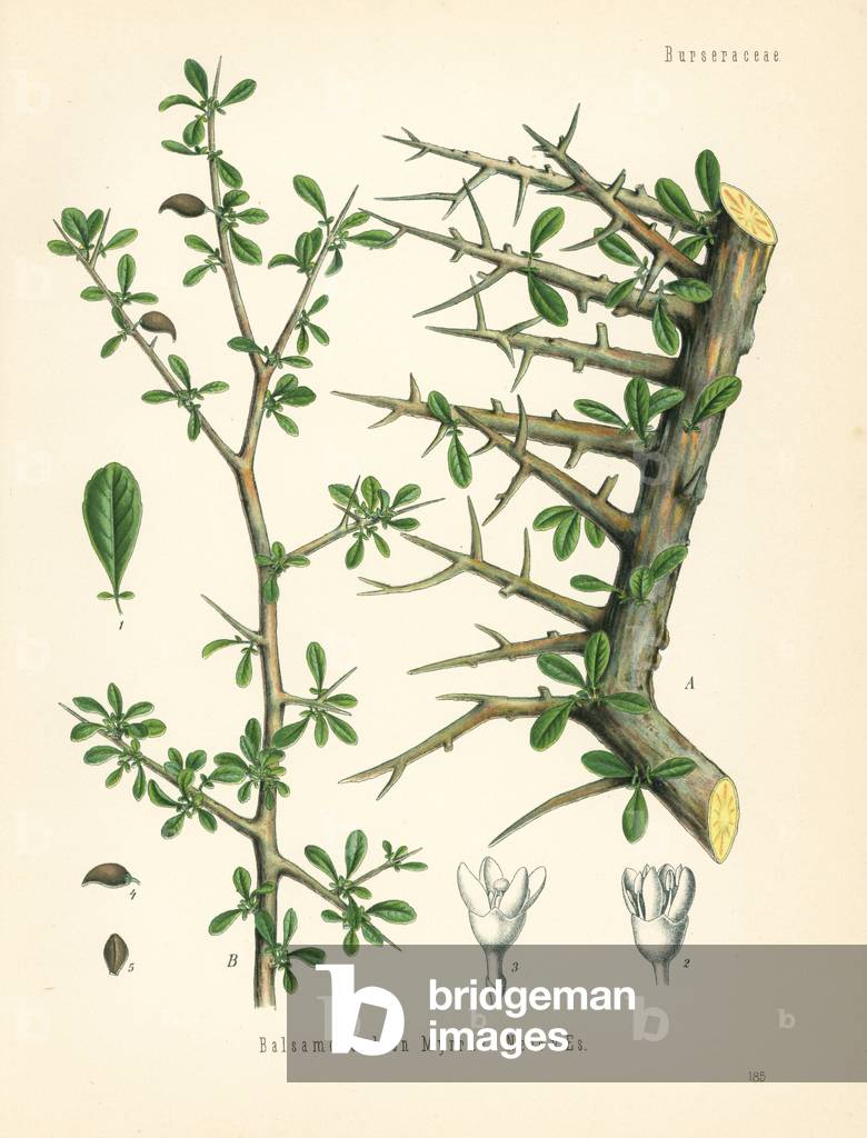 Image of Myrrh, Commiphora myrrha (Balsamodendron myrrha ...