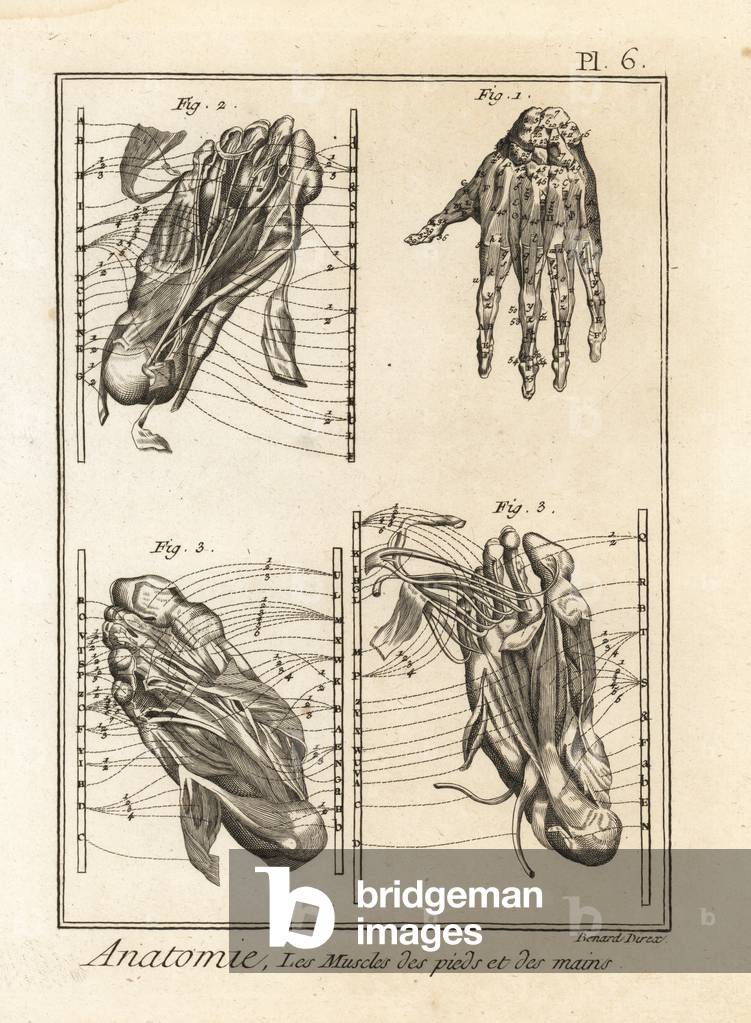 Image of Dissection of the muscles in the hand and foot. Copperplate