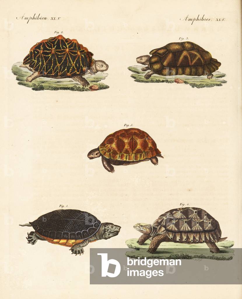 Image of Scorpion mud turtle, Kinosternon scorpioides 1, endangered ...