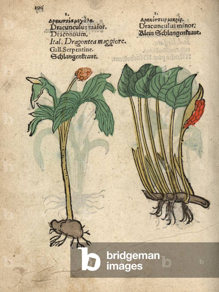 Drawings Of A Bog Plants