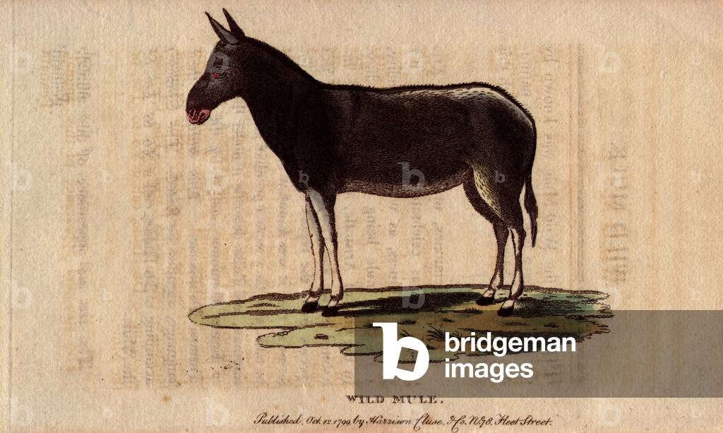 Image of Wild mule (Equus mulus), animal traditionally eaten by Tartar ...