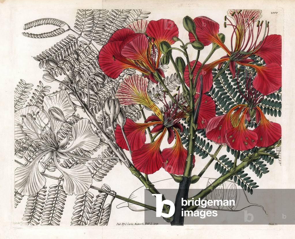 Flamboyant Flower Drawing