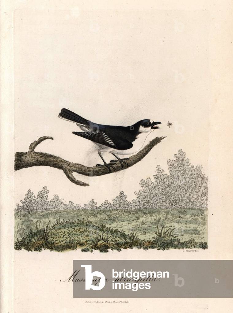 Image of Black gobbler. Copper engraving by Warner, starring from an ...