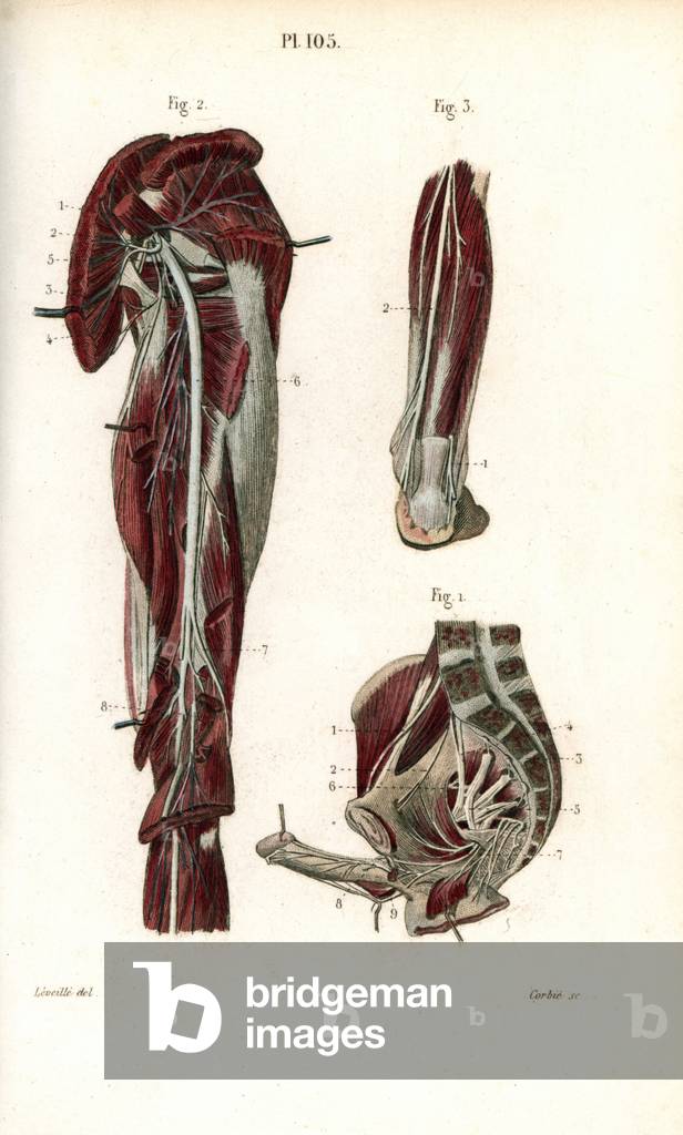 Image of Sciatic nerve and sacred plexus. Lithograph of Corbie, based on