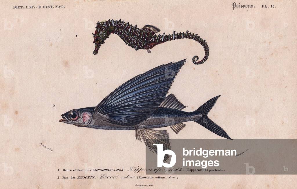 Image of Seahorse and flying fish. Seahorse (Hippocampus punctutatus ...