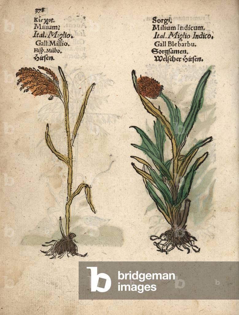 Image of Millet, Panicum miliaceum, and great millet, Sorghum bicolor ...