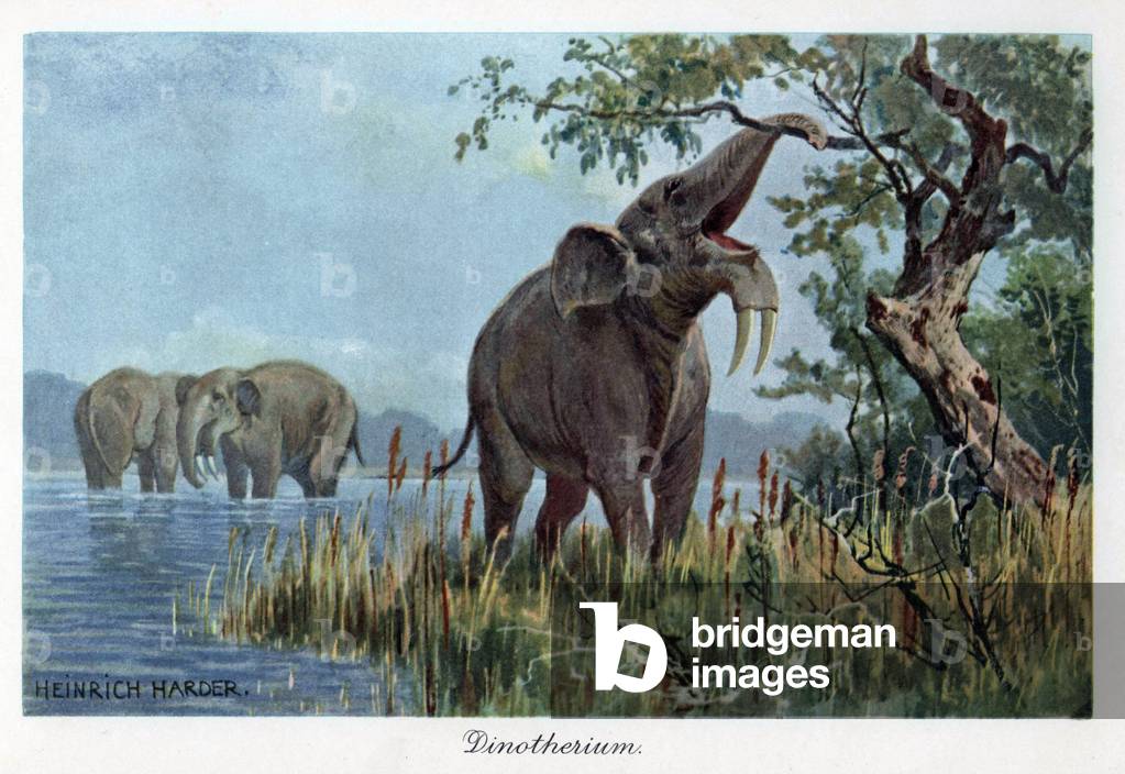Deinotherium Giganteum