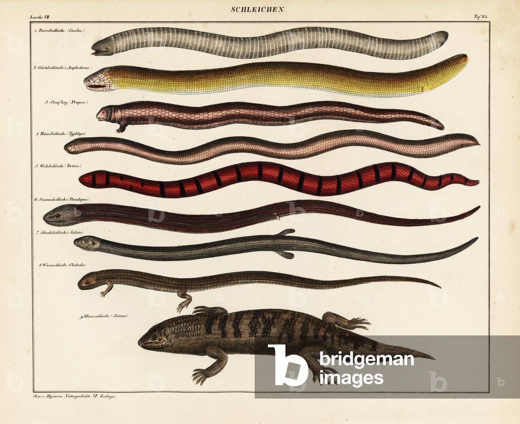 Image of Caecilian, amphisbaenian or worm lizard, grass lizard ...