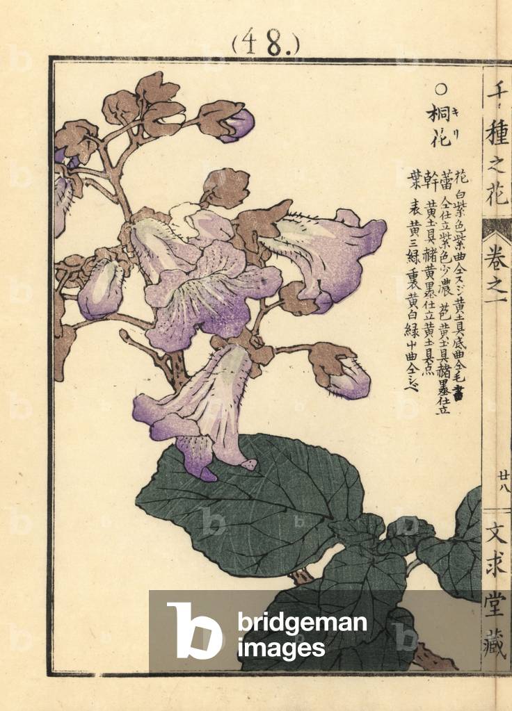 Image of Kiri or empress tree, Paulownia tomentosa, native to China (Anna