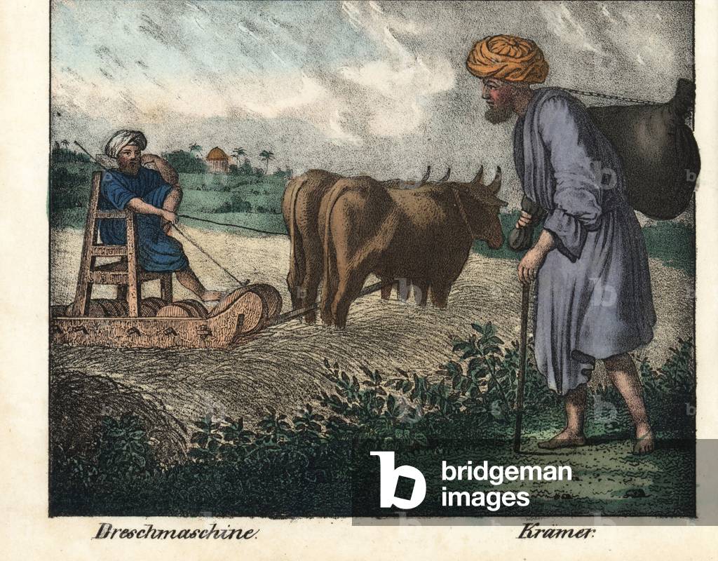 Image of Egyptian farmer on his threshing instrument pulls by two oxen