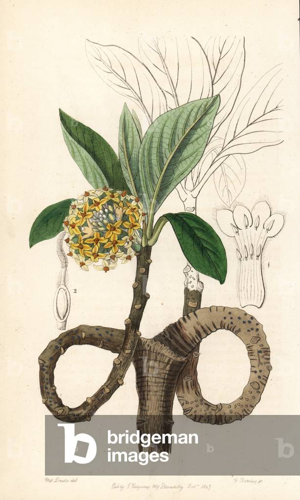 Image of Paper bush or paper tree of Mitsumata - Oriental paperbush