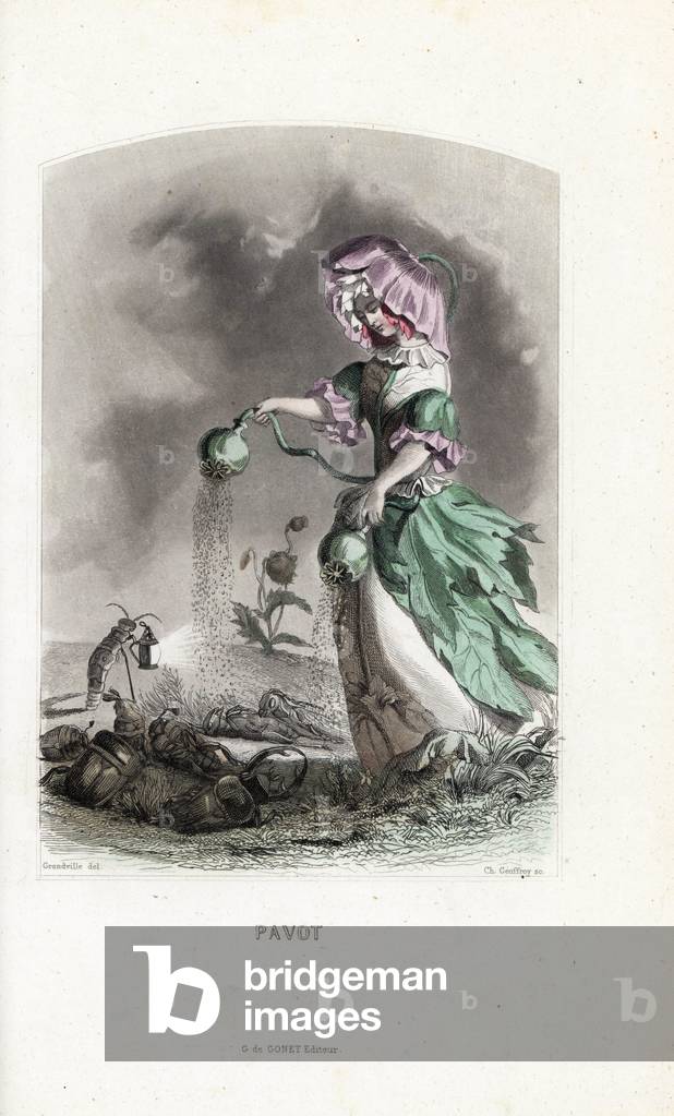 Image of The poppy fee sprinkles opium pods on coleopteres and locusts