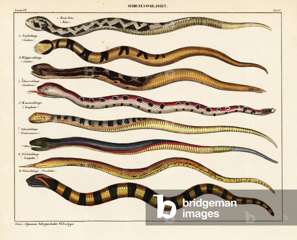 Testa Di Serpente Vipera