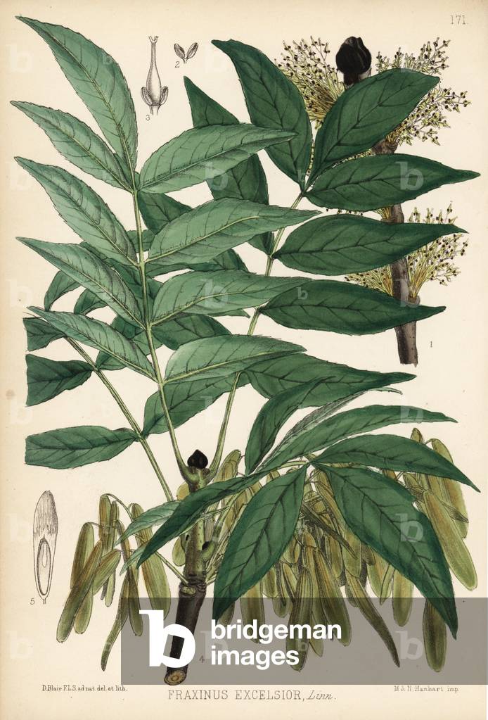 Image of Ash tree, Fraxinus excelsior. Handcoloured lithograph by ...