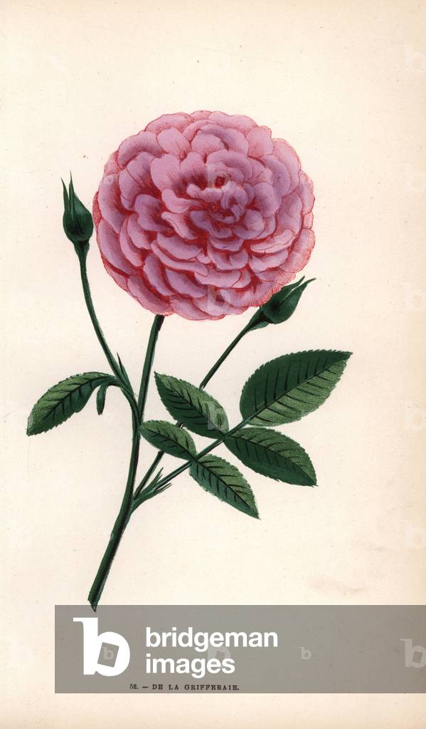 Image of De la Grifferaie rose, hybrid of the Rosa multiflora, appeared