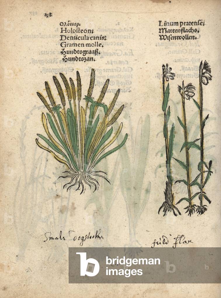 Image of Holosteon or white plantain, Plantago albicans, and meadow ...