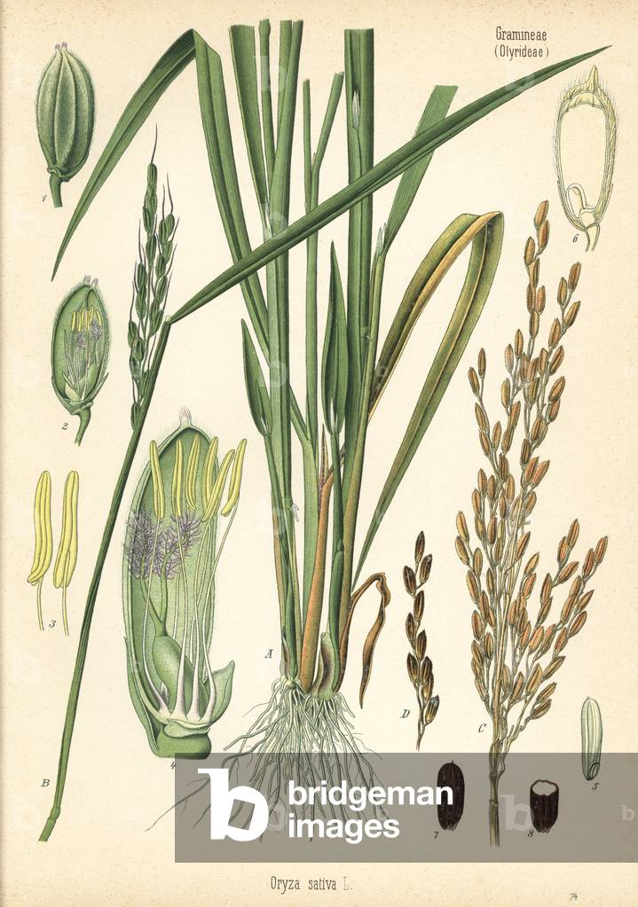 Image of Rice, Oryza sativa. Chromolithograph after a botanical ...