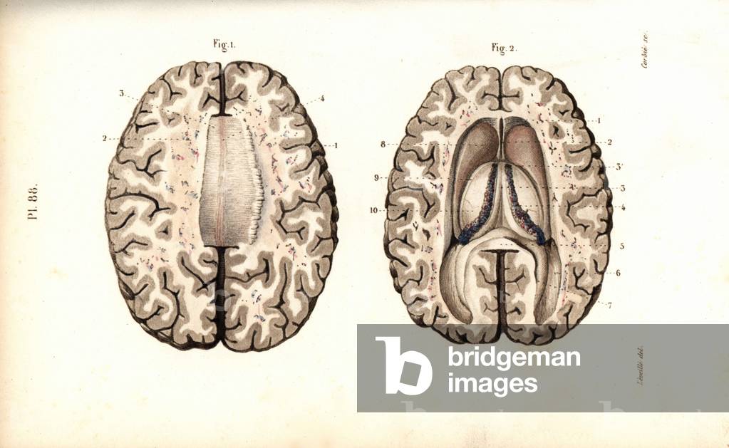 Image of Cross sections of the brain. Lithograph of Corbie, based on