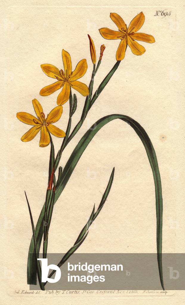 Image of Moraea with bright yellow flowers. Origin of Cape Town (South