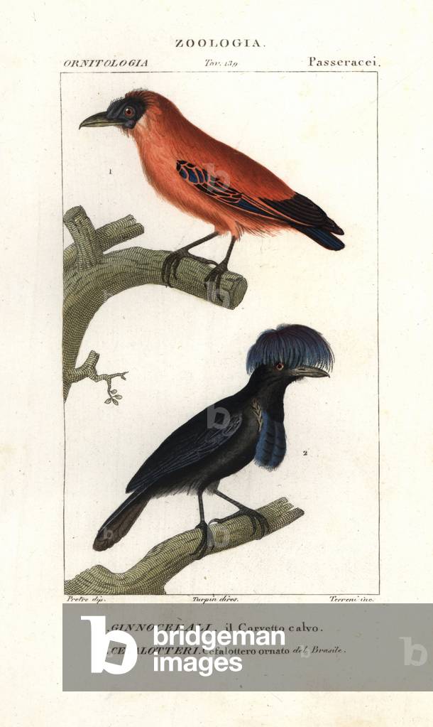 Image of Bald coracin (Perissocephalus tricolor) and ornate coracin ...