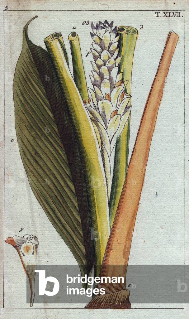 Image of Plant of round or long turmeric. Coloured copper engraving, based