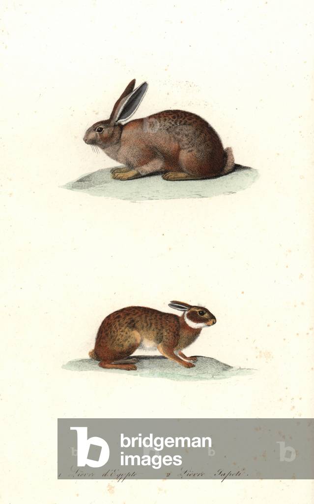 Image of Cape hare, Lepus capensis, and tapeti or Brazilian hare ...