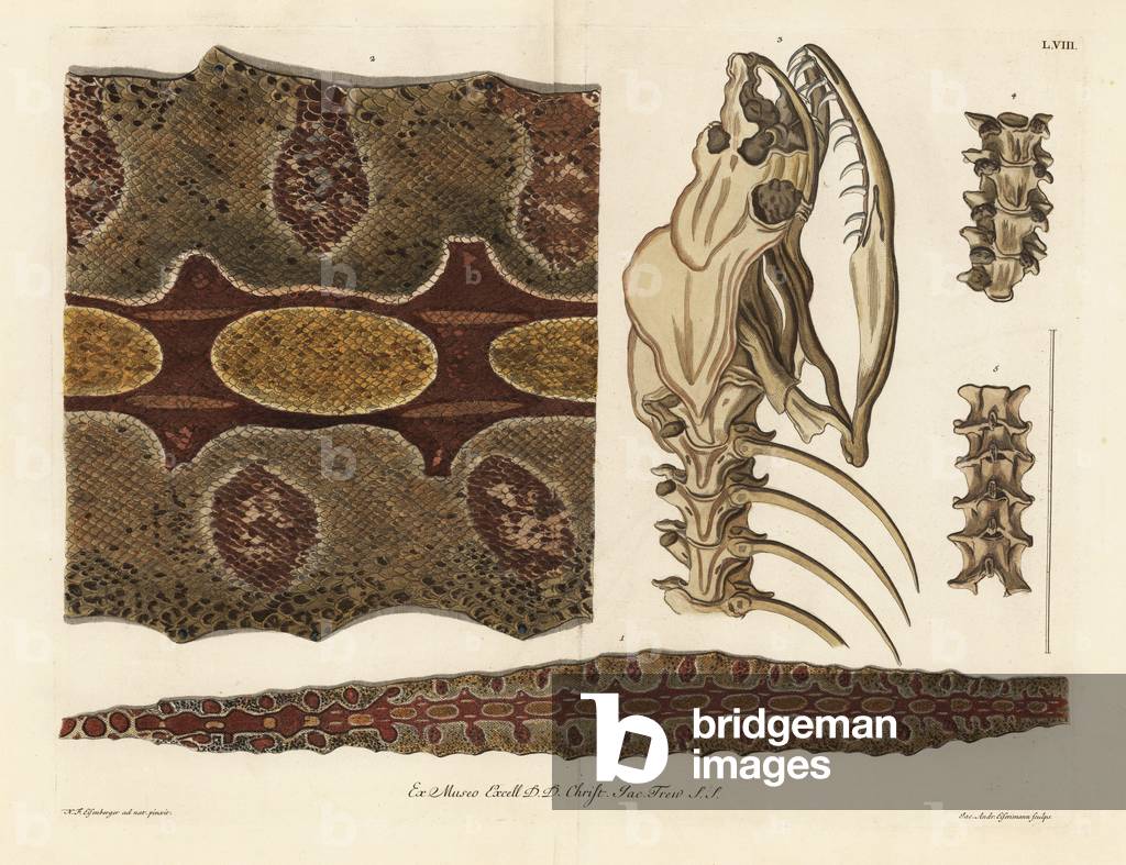 Image of Red-tailed boa skin, skeleton and spine, Boa constrictor. (The ...