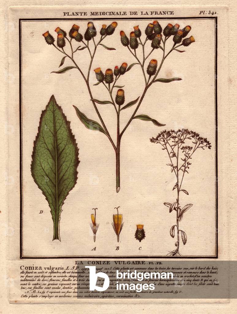 Image of The vulgar conize (Coniza or Conyza vulgaris). Medicinal plant ...